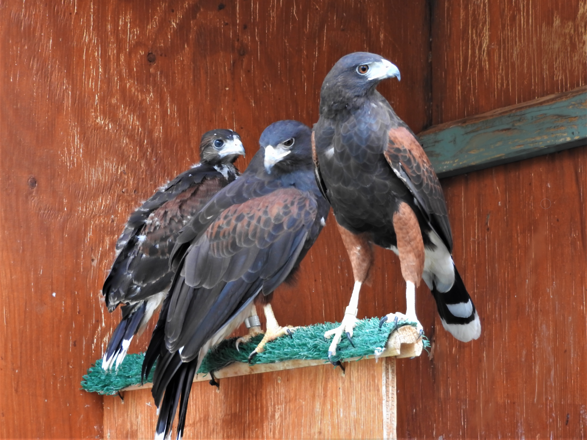 Donate : Wild at Heart Raptors